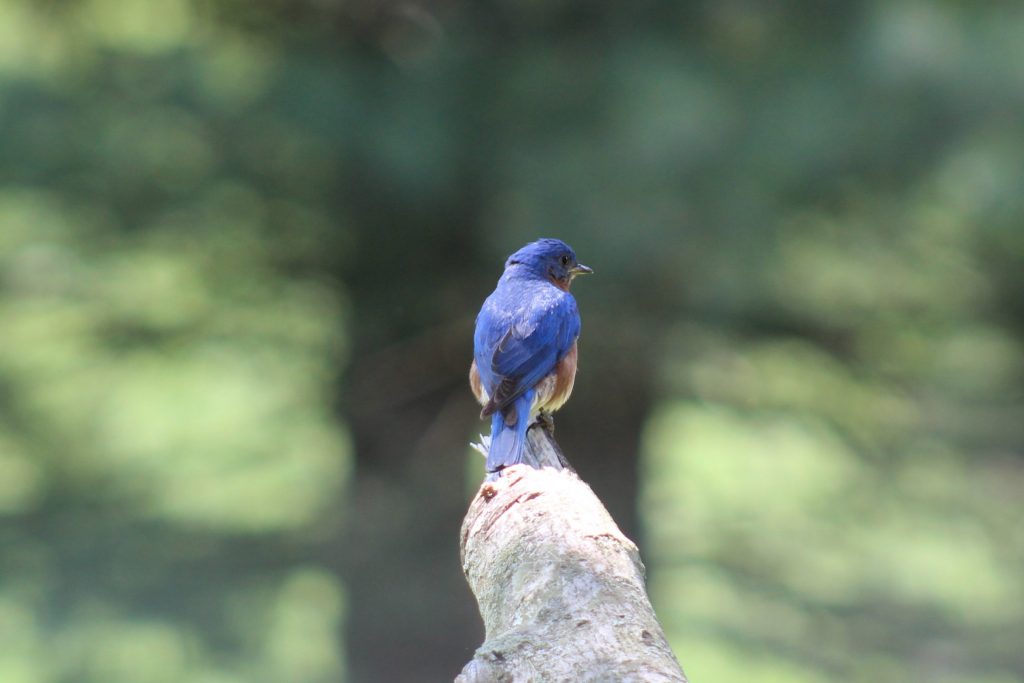 The Blues - The Bluebird Family - Explores Inc.